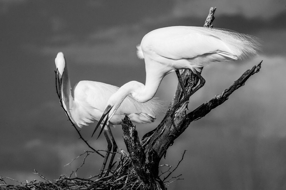 Calendrier 2023 – Le monde des flamboyants